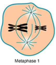 SOLUTION: Soal dan jawaban mapel biologi nomor 1 - Studypool