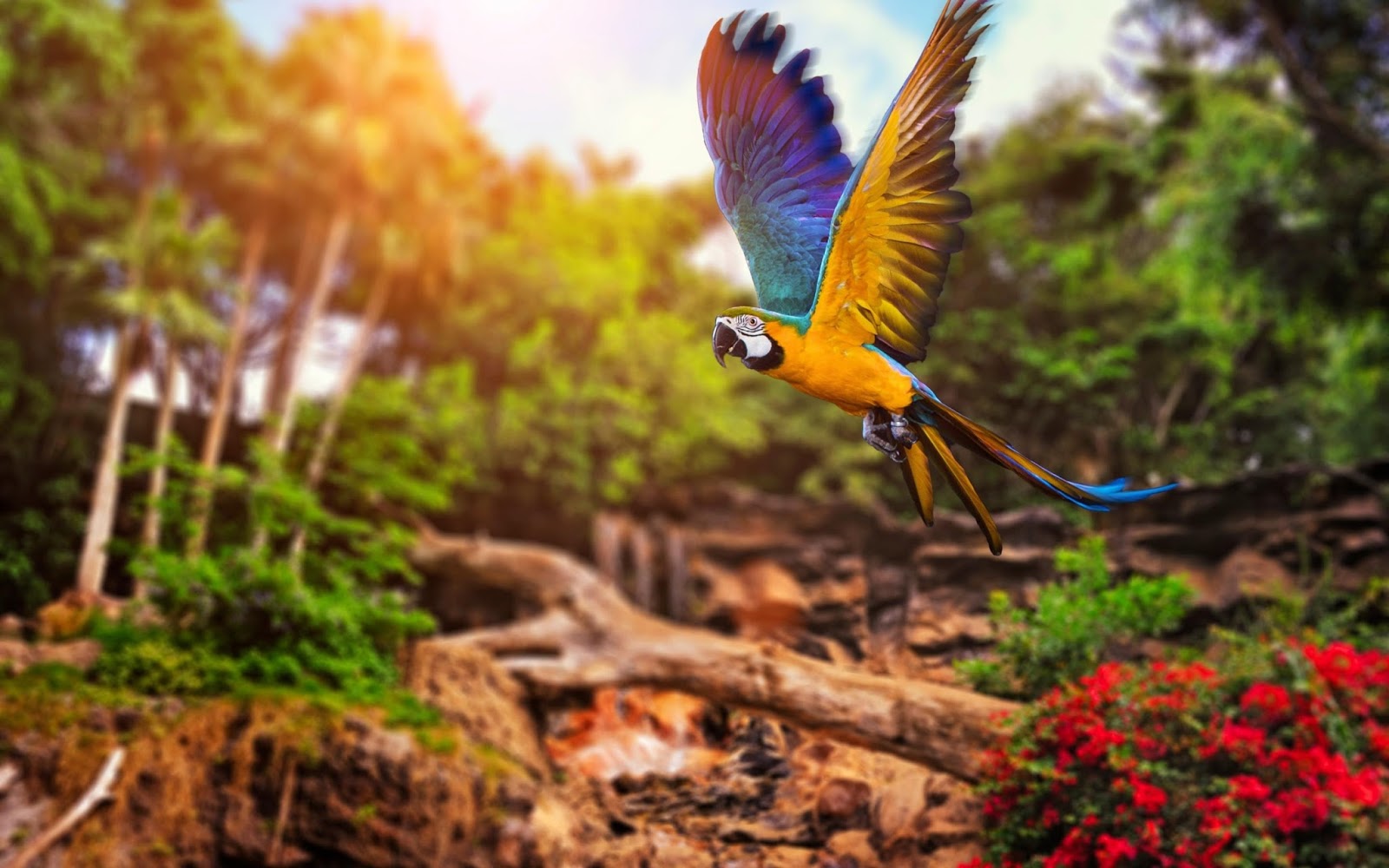 Parrot - HD Wallpapers | Earth Blog