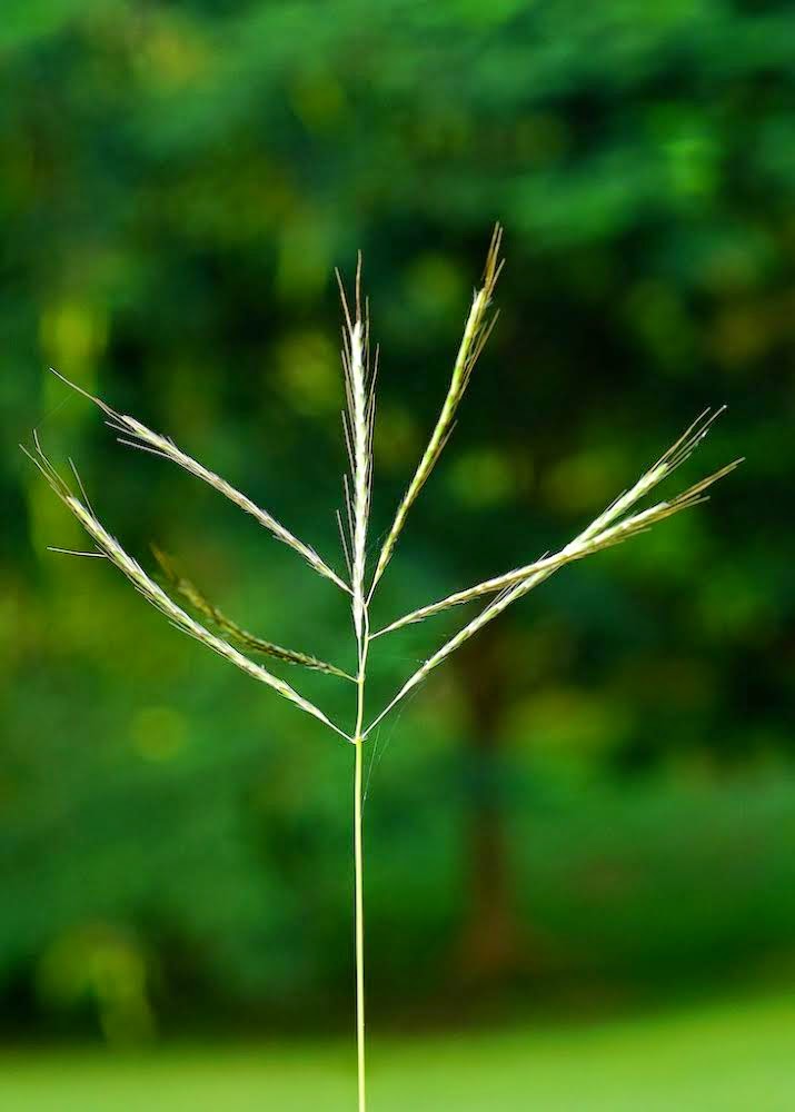 Flora de Puerto Rico Ilustrada Papo Vives: POACEAE DICANTHIUM ANNULATUM