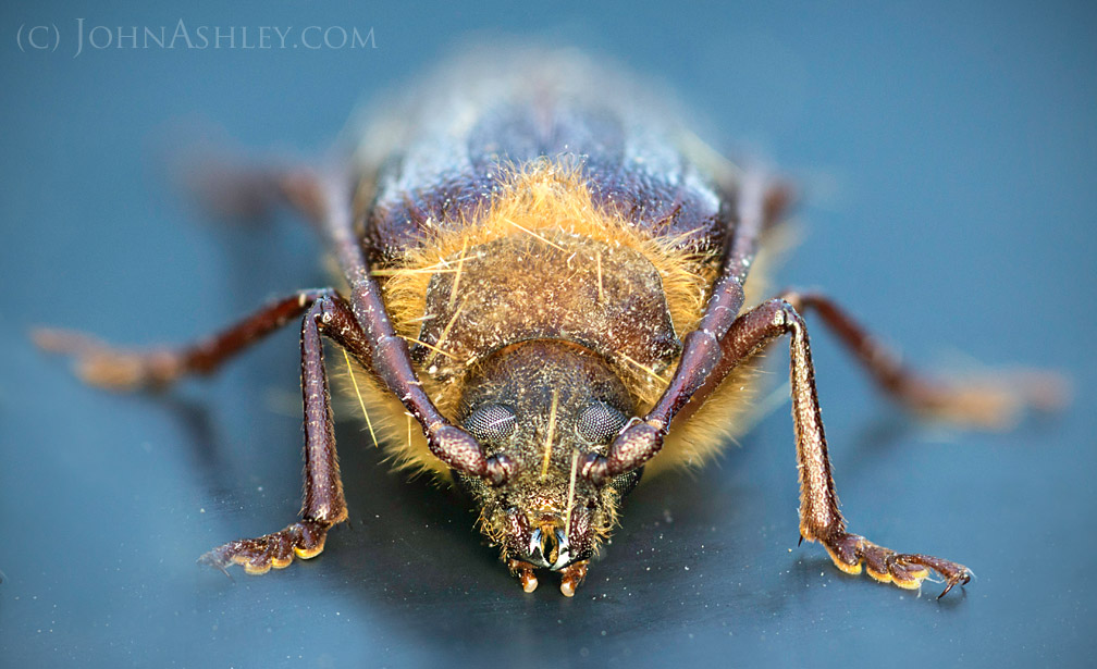 Wild and Free Montana: Hairy Pine Borer