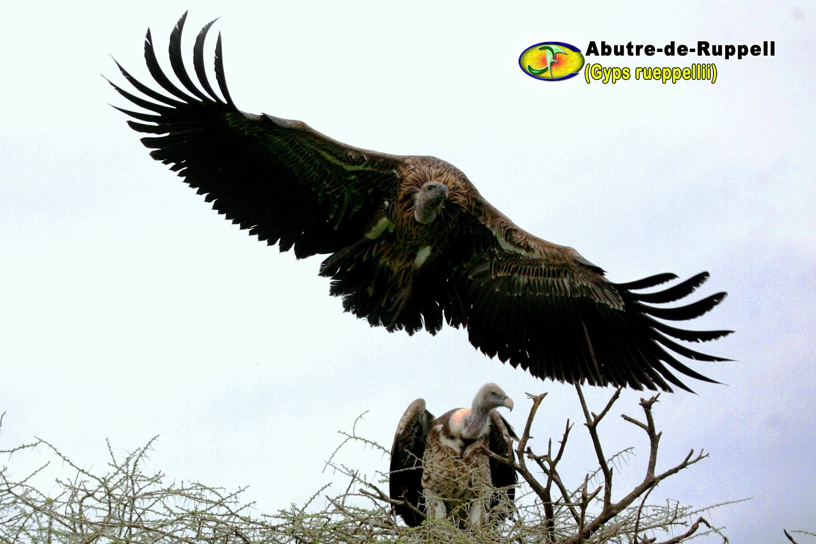 ORNITOLOGIA: Abutre-de-Ruppell (Gyps rueppellii)
