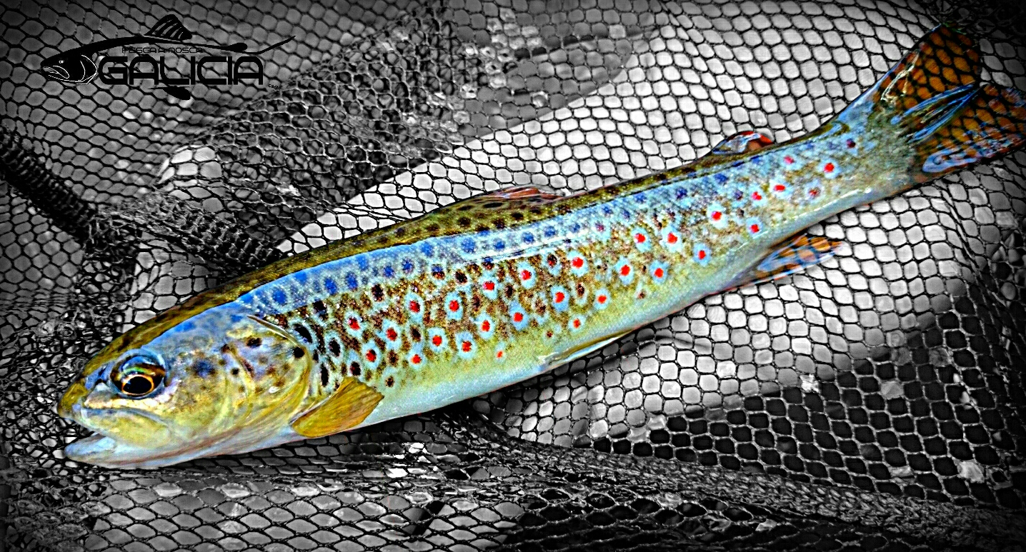 Pesca a Mosca Galicia: EL TÁNDEM PERFECTO (PESCA A MOSCA A TÁNDEM).