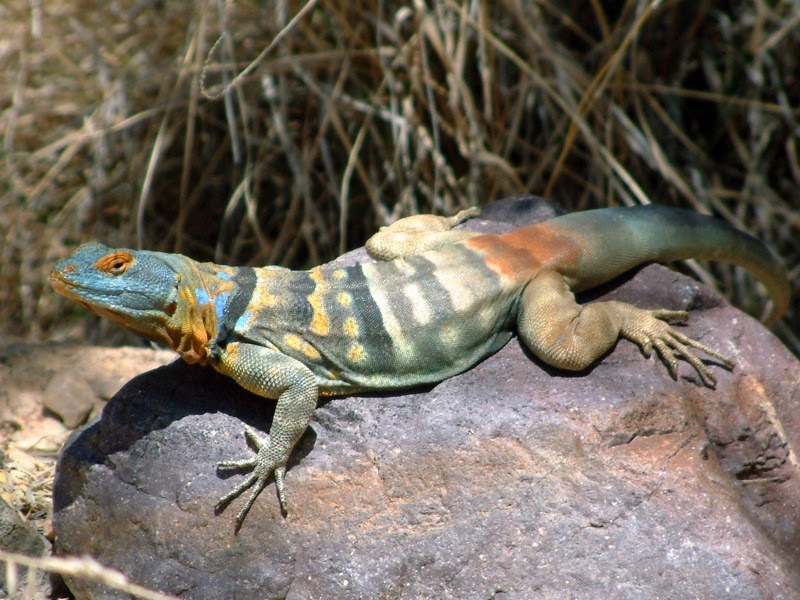 beautiful Lizard wallpapers hd | All HD Wallpaper 2014