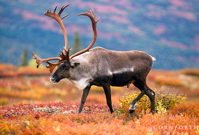 Caribou Animals Facts & Photographs | The Wildlife