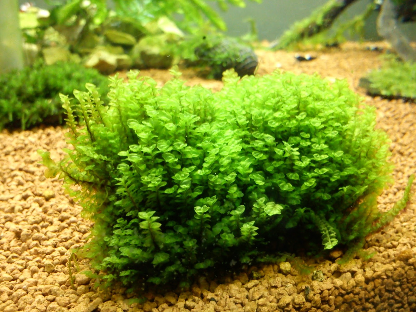Aquarium shop: rêu ( moss )