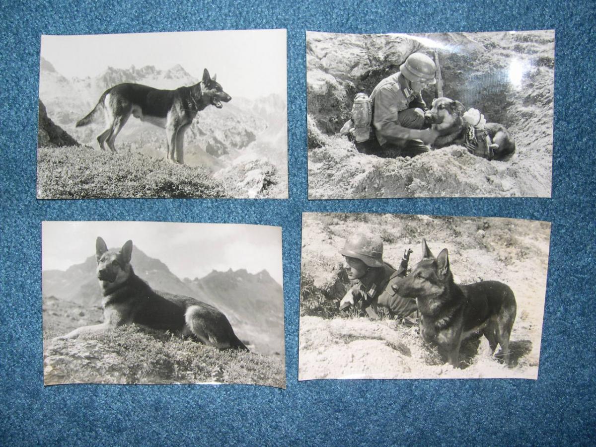 NAZI JERMAN: Album Foto Anjing (Hunde) Nazi Jerman