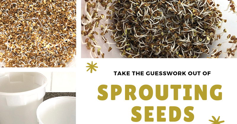 Easy Sprout takes guesswork out of sprouting seeds | Frau Zinnie