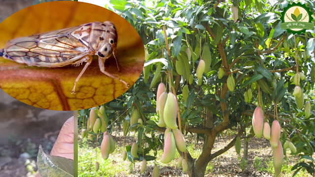 Management of Mango Leaf Hopper - কৃষি তথ্য সেবা