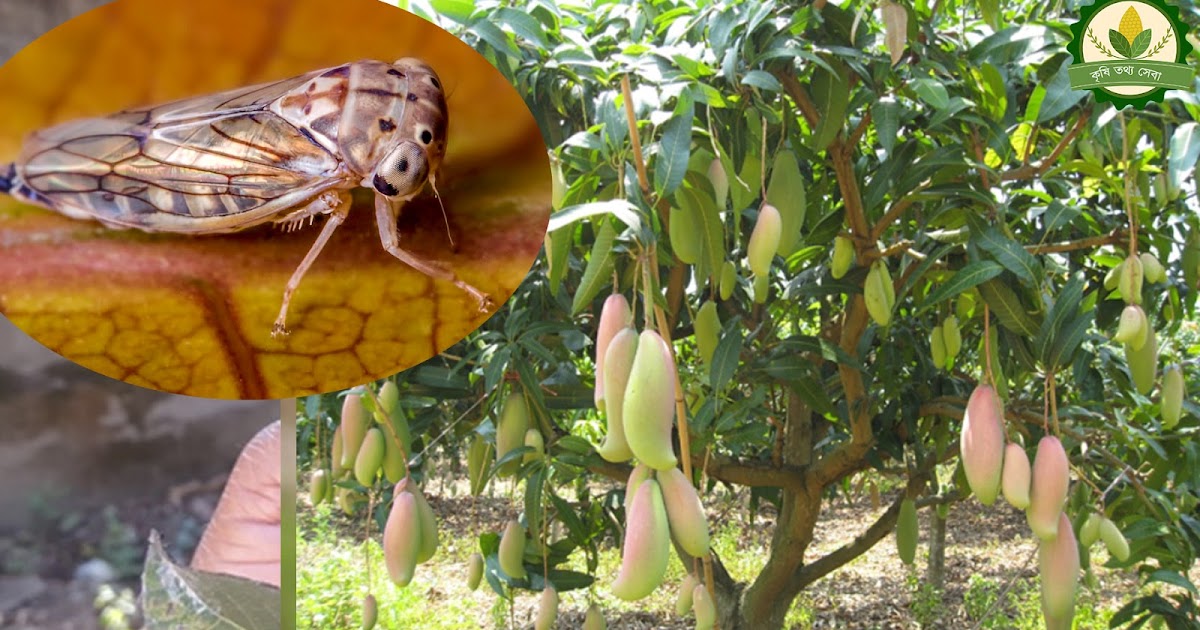 Management of Mango Leaf Hopper - কৃষি তথ্য সেবা