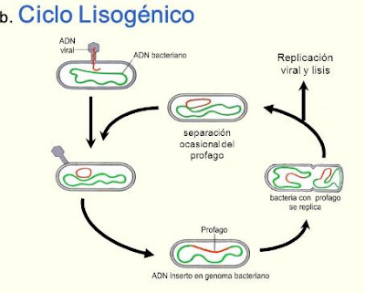 Microbiología 2º Bachillerato: Ciclo biológico: multiplicación vírica
