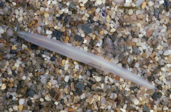 Life as we know it: Kingdom Animalia Vertebrates