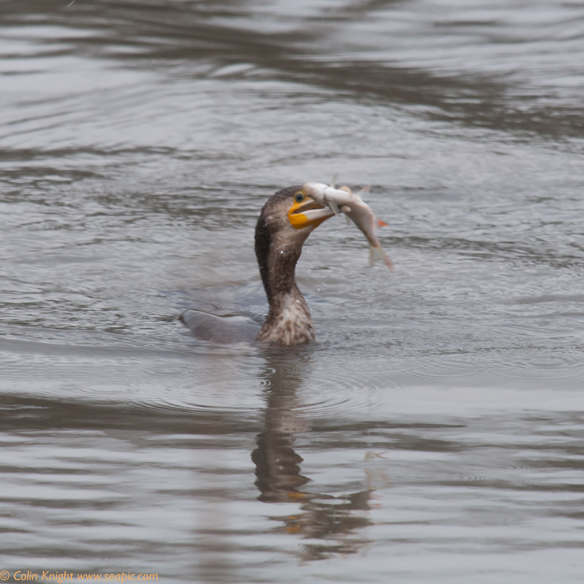 Postcards from Sussex: Cormorant fishing