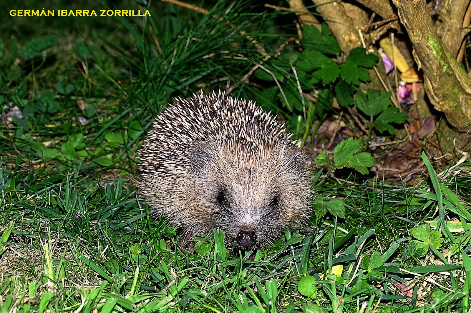 FAUNA COMPACTA el blog de Germán Ibarra Zorrilla: Erizo común ...