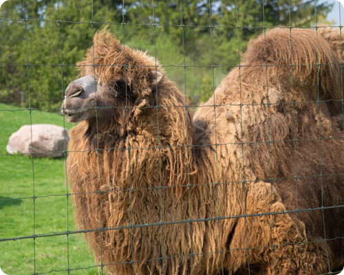 Crafty Cucumber: The Zoo