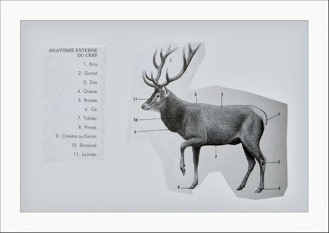 Frottis de brame - Cerf élaphe - Bois - première parution 2013.112