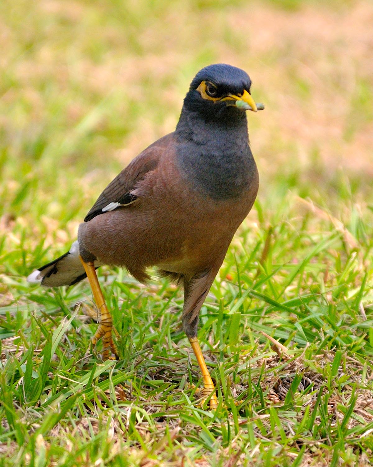 The Amazing Birds: Common Myna (家八哥), Acridotheres tristis