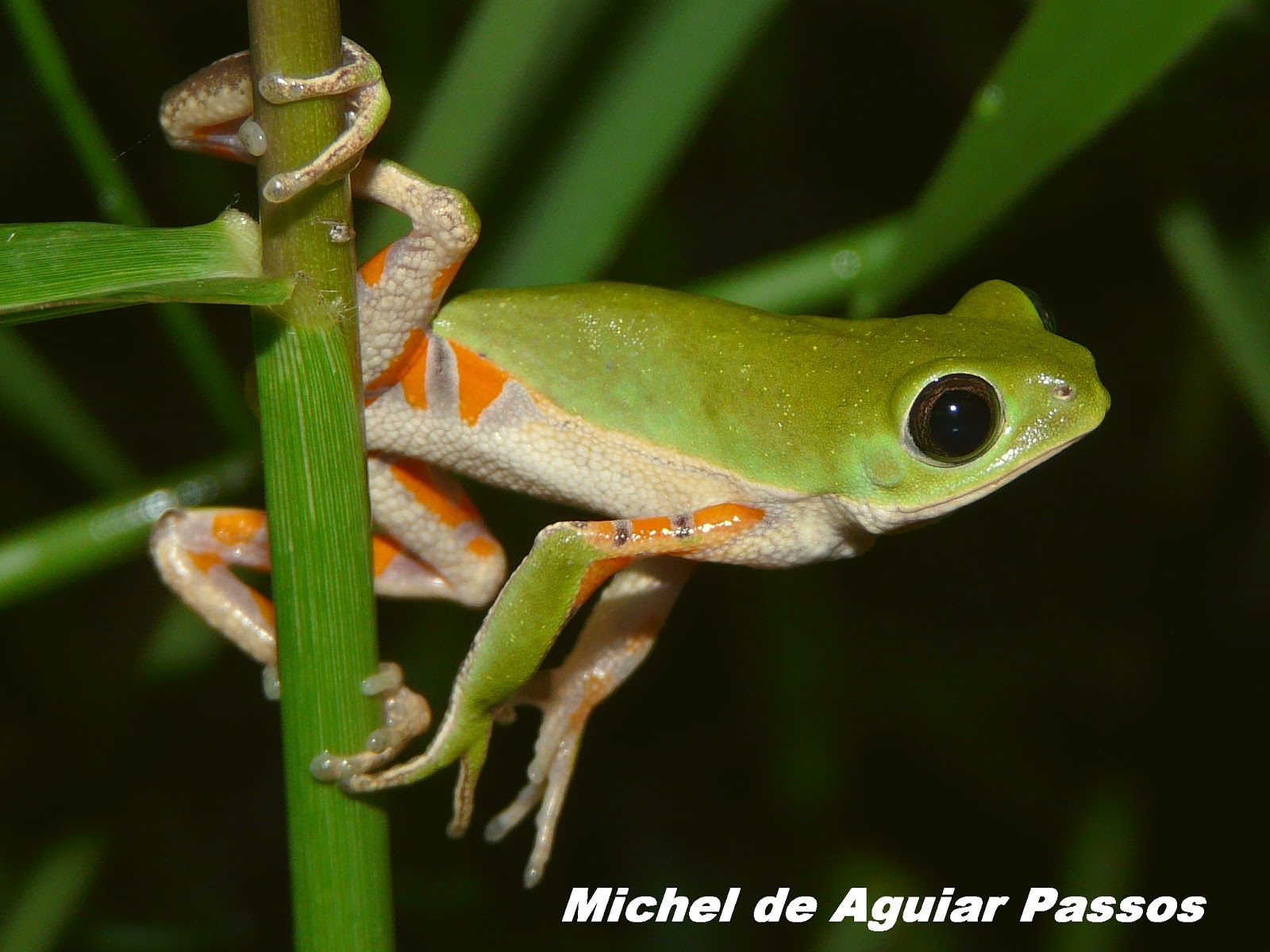 Herpetolife (Inicio): Pithecopus gonzagai