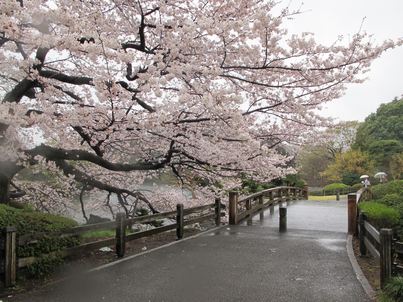 Spring Break Part 10: Sakura in Shinjuku and Ueno ~ Jenna in Japan