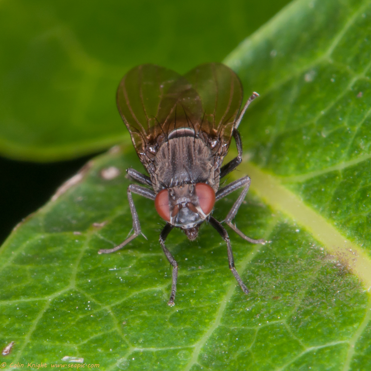 Postcards from Sussex: Large Heath and Indian Meal Moths