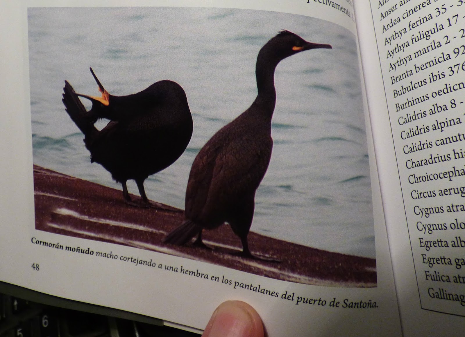 CORMORANES MOÑUDOS (Phalacrocorax aristotelis) EN PELIGRO - Paperblog