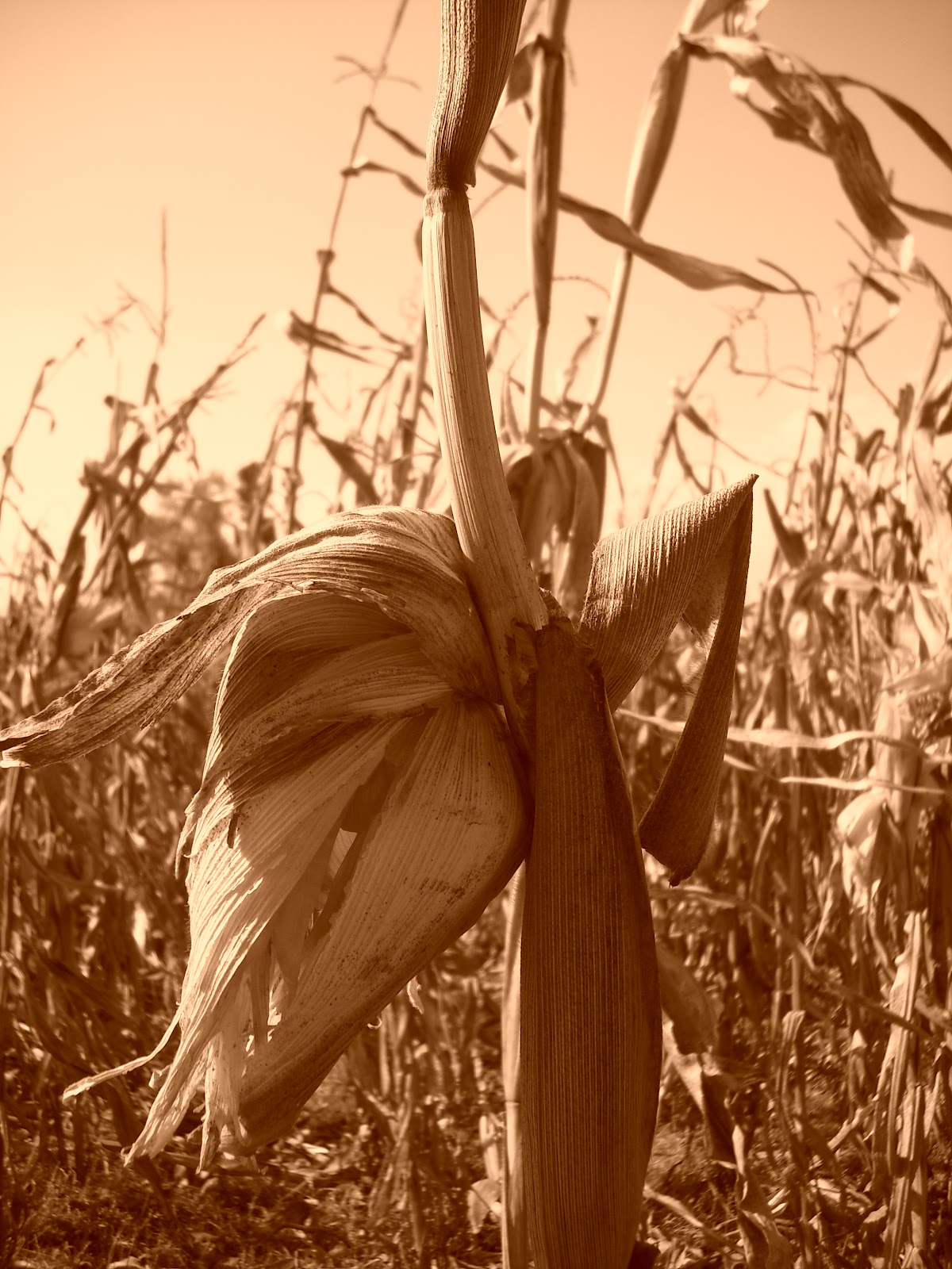 reflejos en juego: milpa seca 2