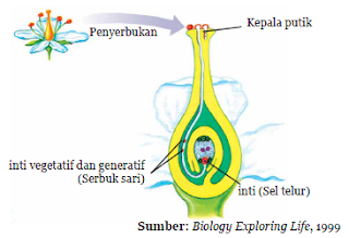 Morfologi tumbuhan: Bagian-bagian Bunga 2