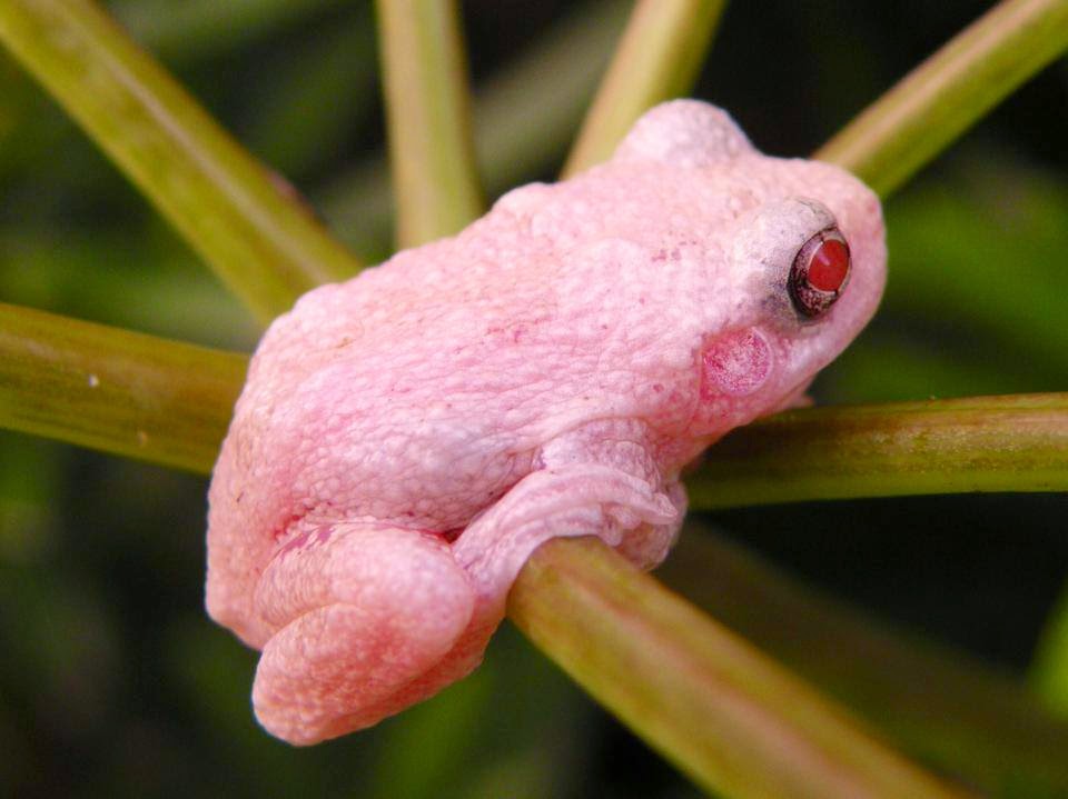 Biologia-Vida: Perereca cinza (Hyla versicolor) albina! / Albino gray ...