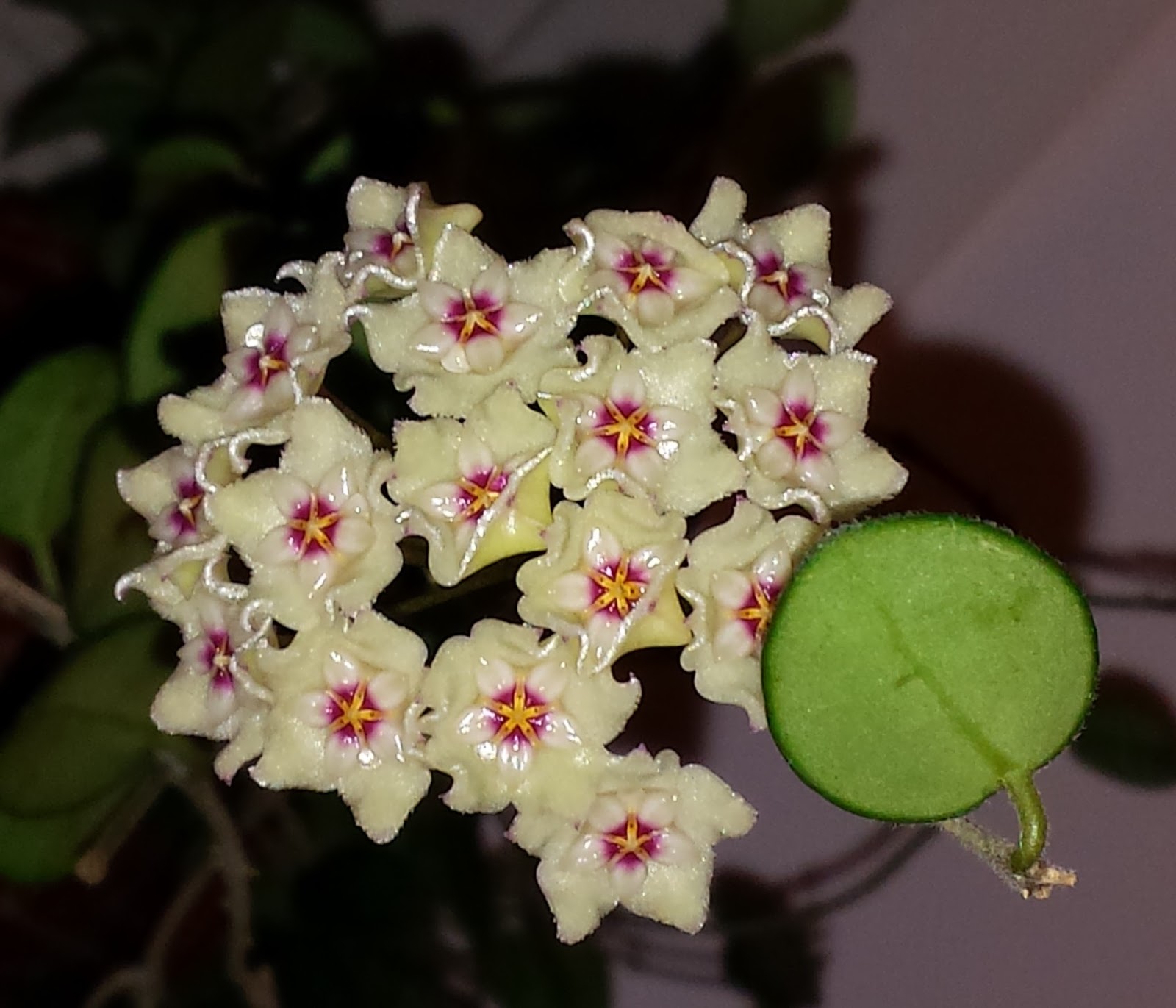 Gerrit's Hoya flowers: Hoya "Mathilde"