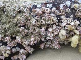 Historical Fiction, A Light in Time