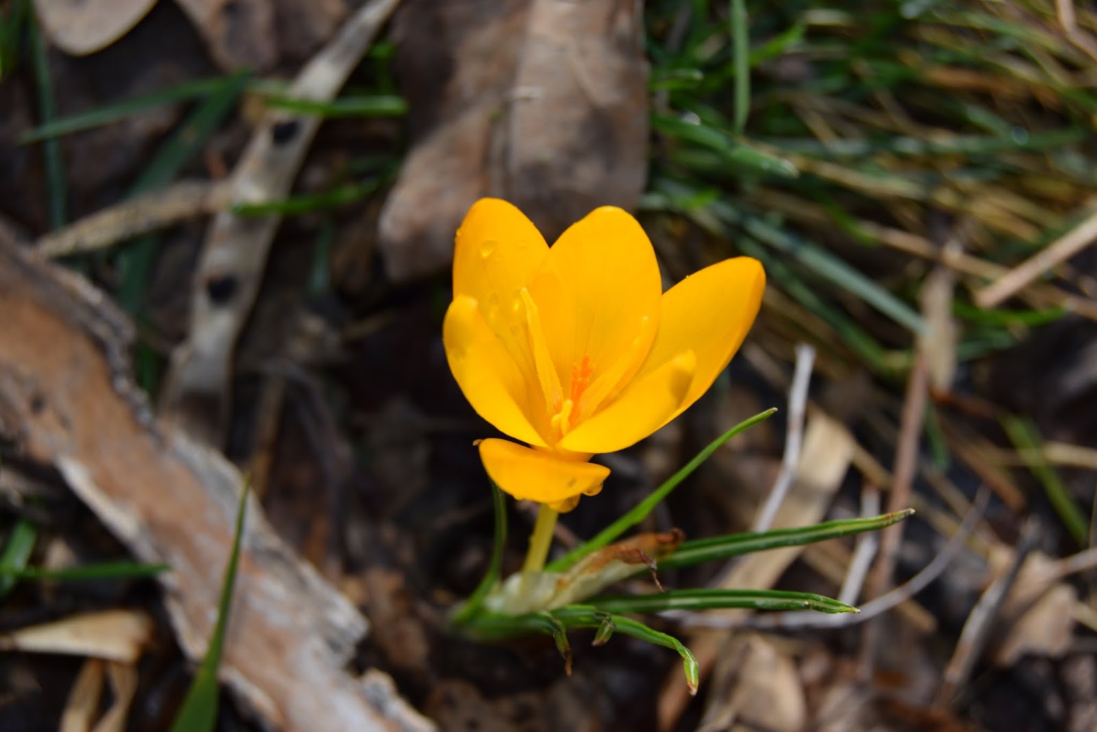Frumusetile naturii: Brandusa galbena (Crocus chrysanthus)