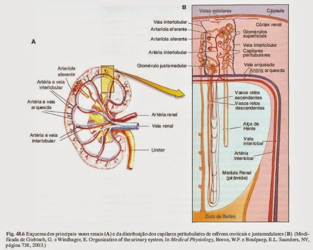 MedPlantão: Rins - Anatomia, Fisiologia e correlação clínica