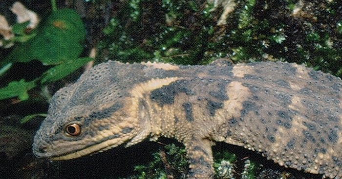 Species New to Science: [Herpetology • 2018] Xenosaurus fractus • A New ...