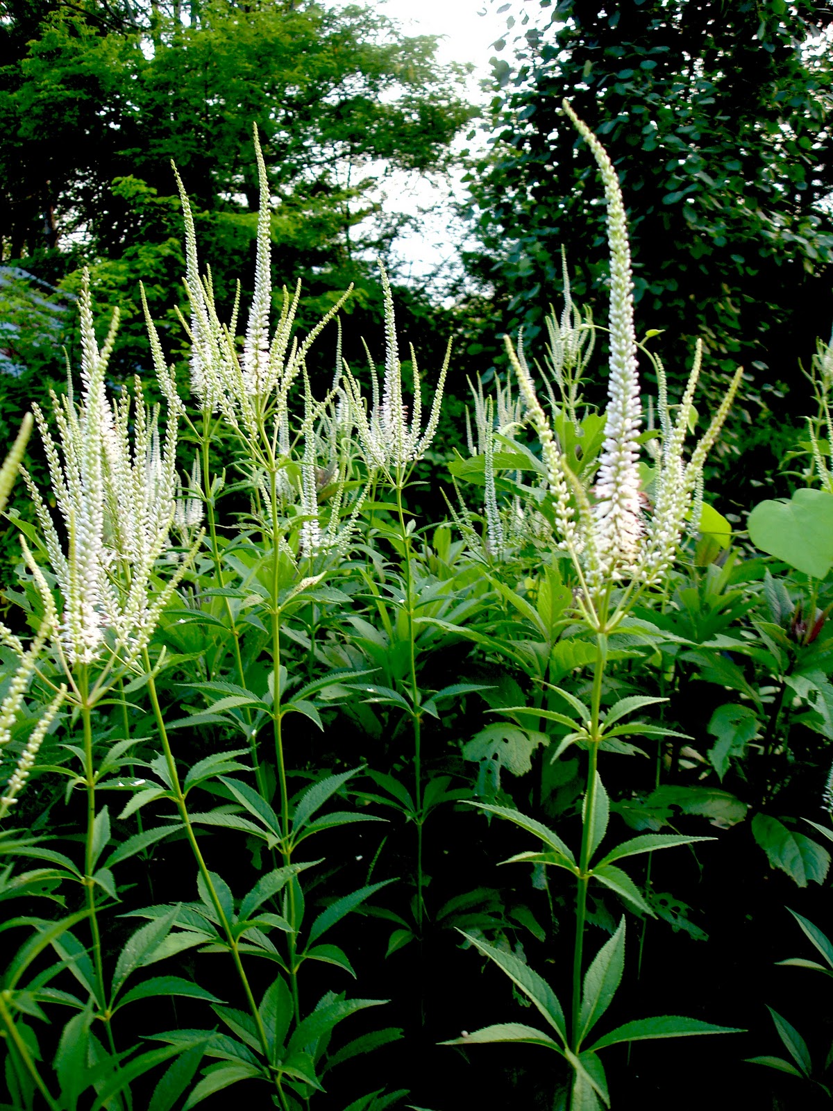 ALL THINGS GARDEN: Baltojo sodo burtai...