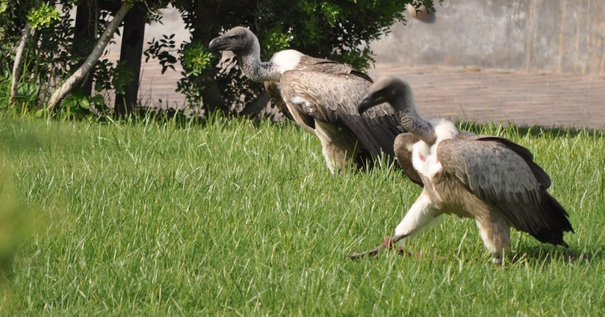 ZOOTOGRAFIANDO (6.100 ANIMALS): BUITRE DORSIBLANCO / AFRICAN WHITE ...