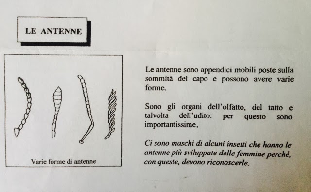 Gli insetti e le parti del loro corpo