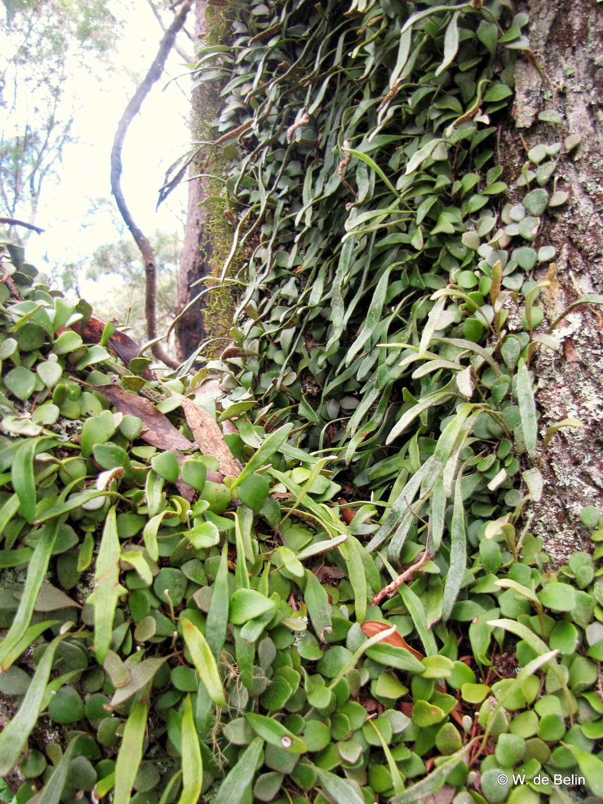 Sydney's Wildflowers and Native Plants: Pyrrosia rupestris - Rock Felt ...