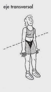 ANÁLISIS DEL MOVIMIENTO: Eje Transversal
