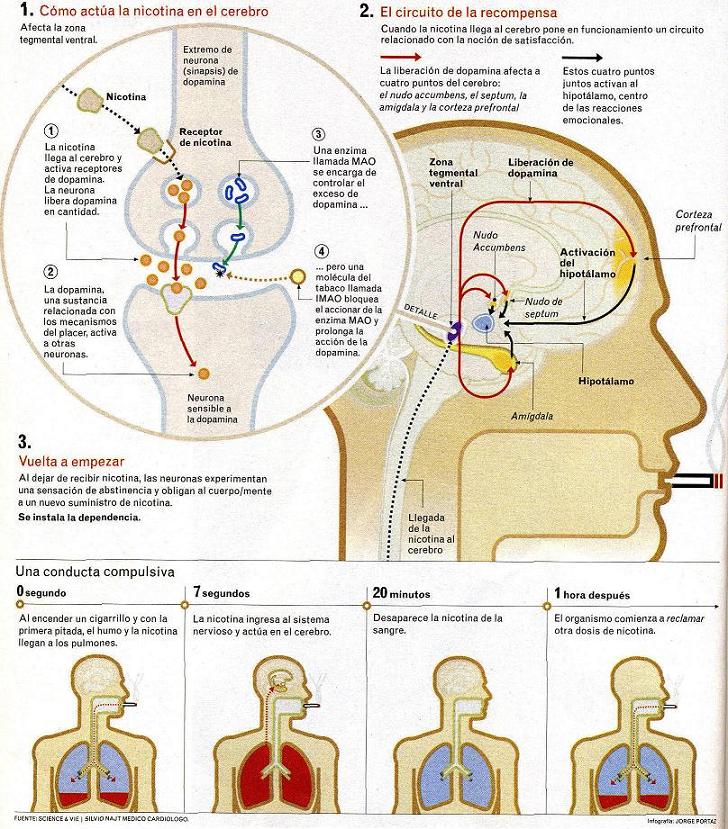 El Cigarro: Daños & Consecuencias Del Tabaco..