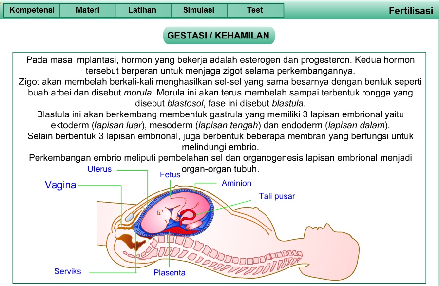 Materi tentang Fertilisasi dan Gestasi beserta contoh soal dan jawaban ...