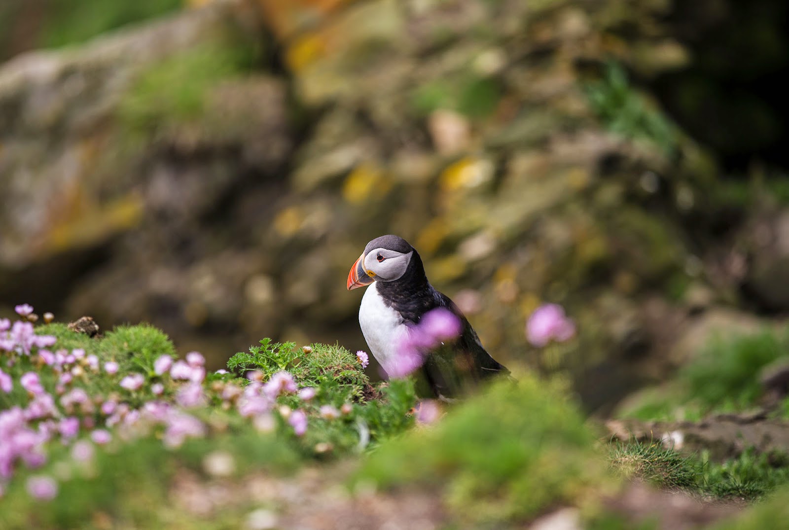 Puffins in the British Isles - Britain All Over Travel Guide
