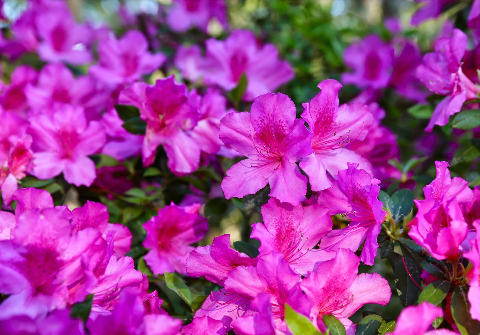 Sweet Southern Days: The Azaleas Are Blooming