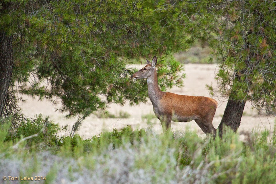 Naturaleza en imágenes: Cierva al natural