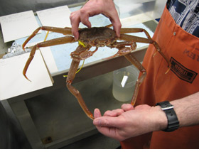 Vitality: heuristic assessing impairment and predicting survival and ...