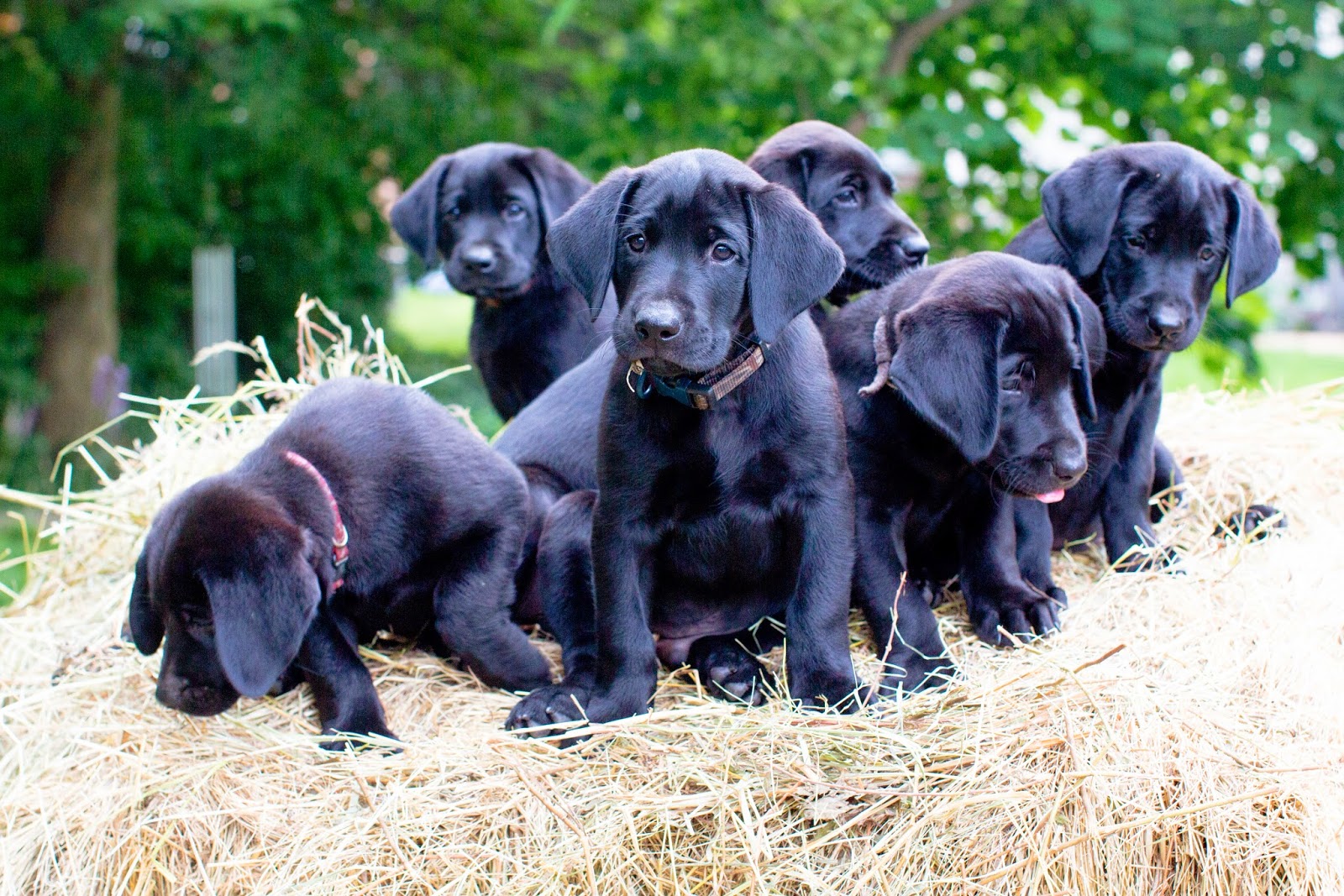 Gallery | UKLabradors.com
