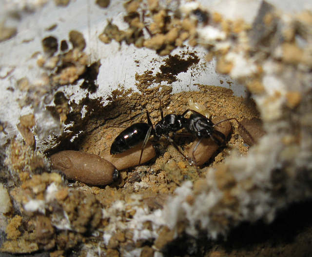 Photos and Info on Ants and Termites of Malaysia: Trap Jaws Ants of ...