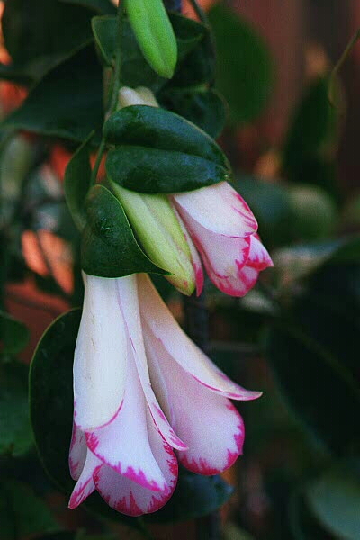 FILANAVAL: LEYENDAS MAPUCHES ( El Copihue )