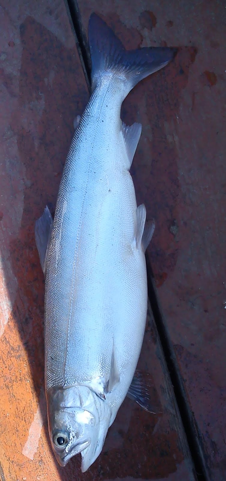 beo-fishing