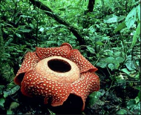 tokobungakarangan: Fakta menarik dari Bunga Rafflesia atau Bunga Bangkai