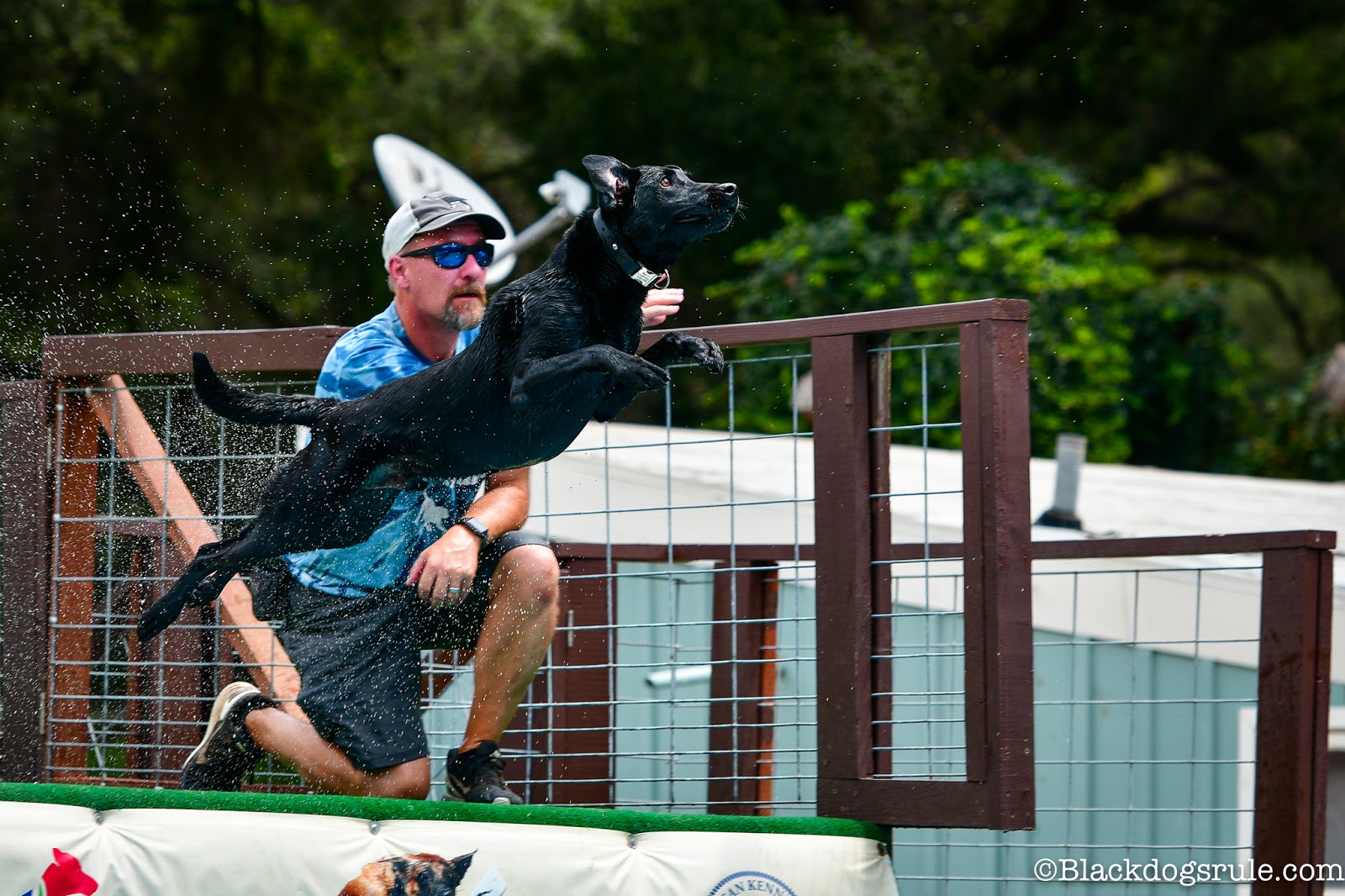 Fun Activities For You And Your Dog