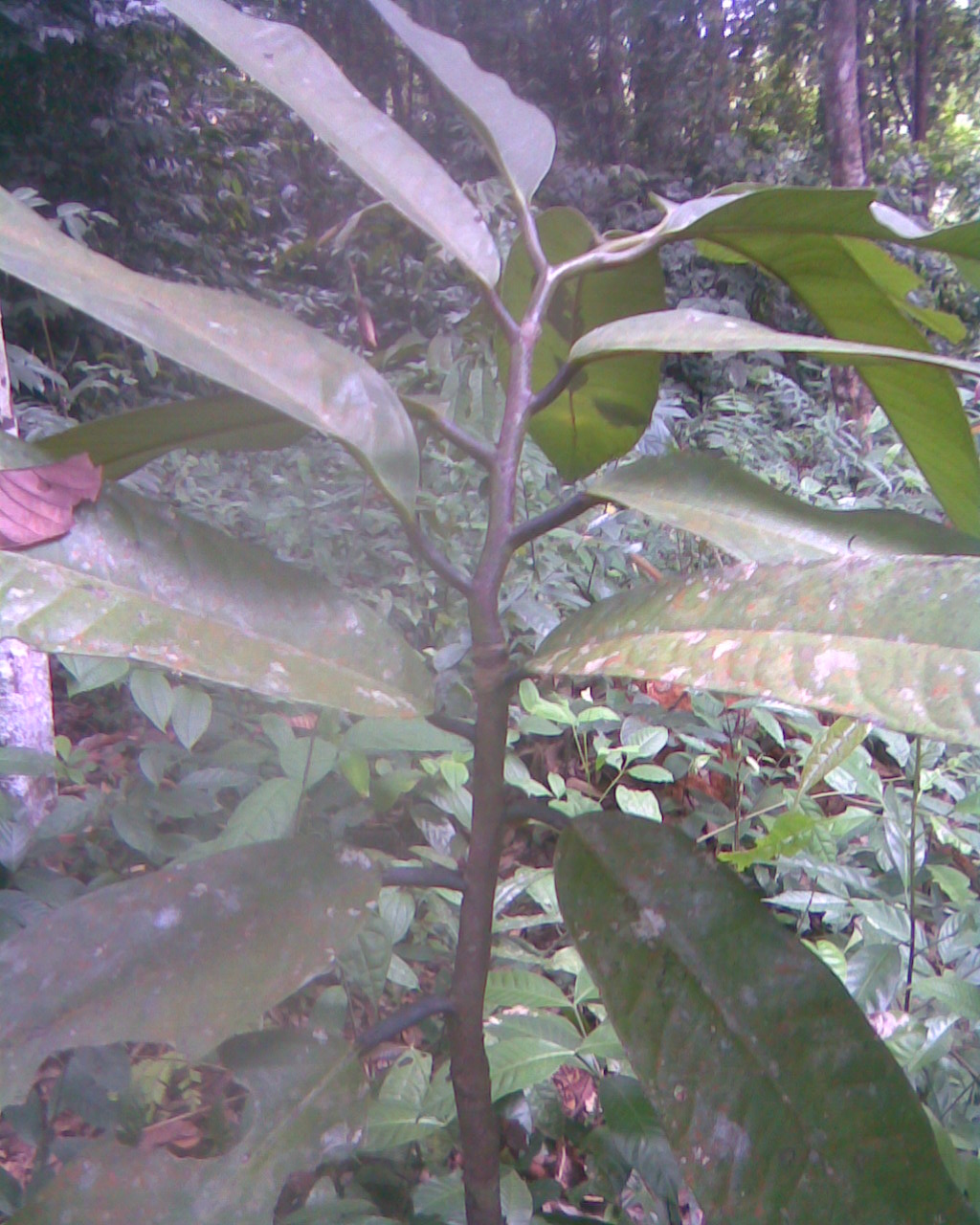 WARISAN ETNOBOTANI: Gajah Beranak